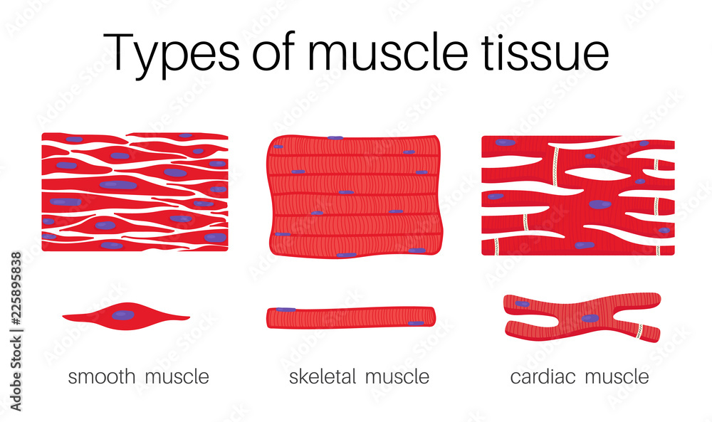 Types of muscle tissue Stock Vector | Adobe Stock