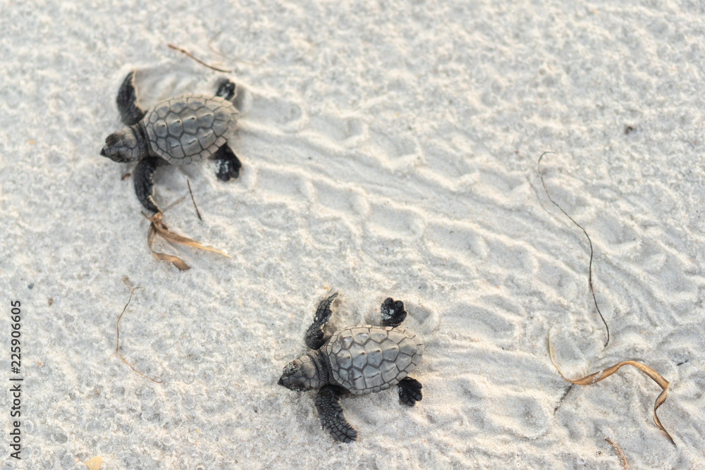 Baby Turtles and tracks Stock Photo | Adobe Stock