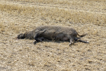 Dead Boar Free Stock Photo - Public Domain Pictures