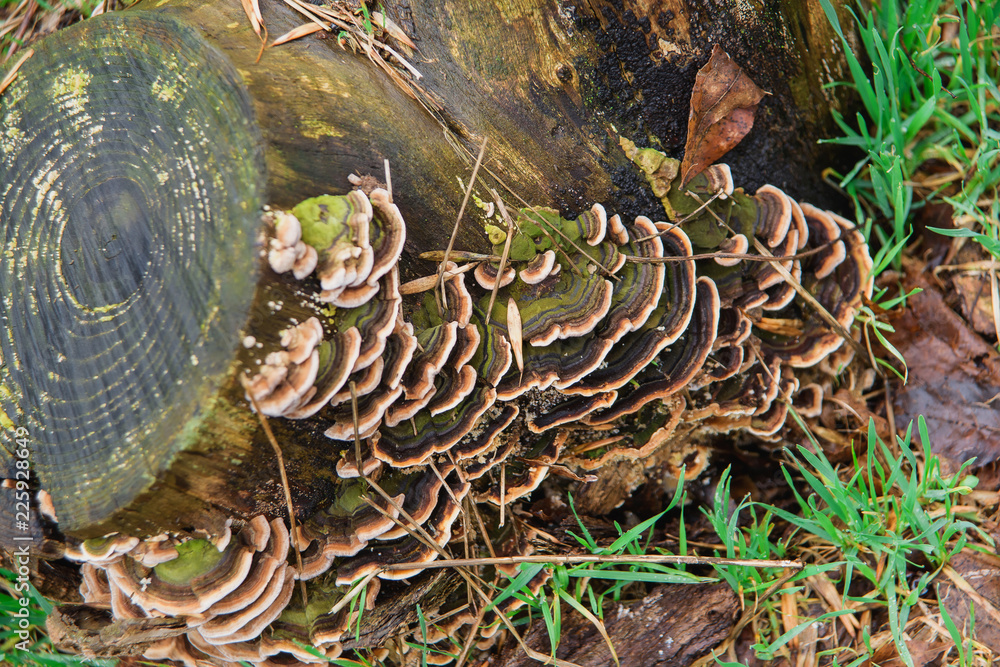 Tree mushrooms in the reserve. Mushrooms after rain on a felled tree ...