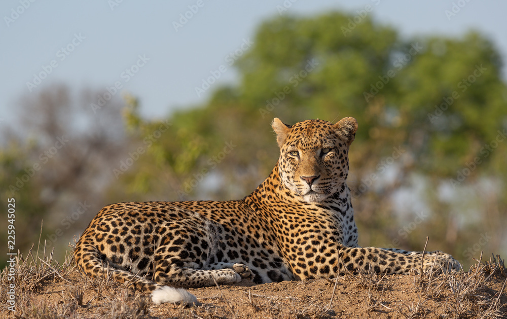 Adult male leopard on a vantage point in great light - image captured ...