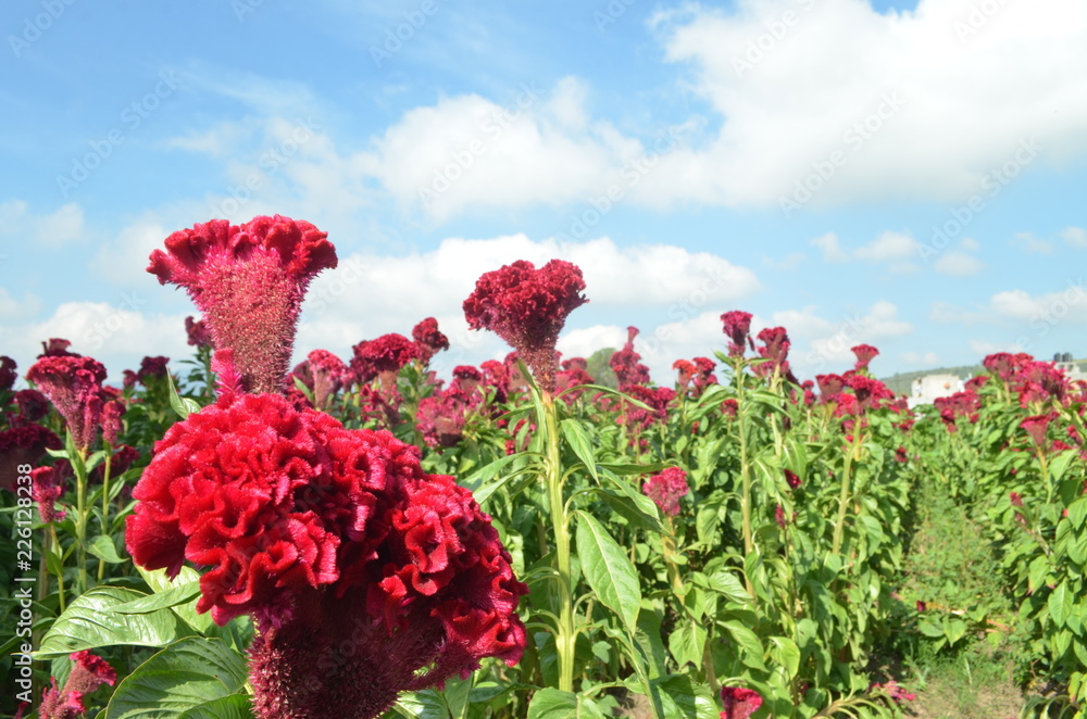 Cultivo de Flor conocida como mano de león o pata de león tradicional ...