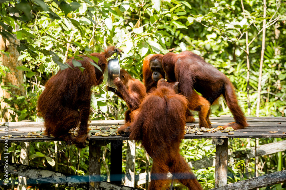 Familia orangutanes reserva Borneo Stock Photo | Adobe Stock