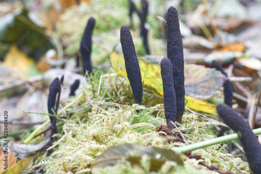 Xylaria polymorpha, commonly known as Dead Man's Fingers, is a saprobic ...