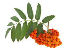 Mountain Ash Free Stock Photo - Public Domain Pictures