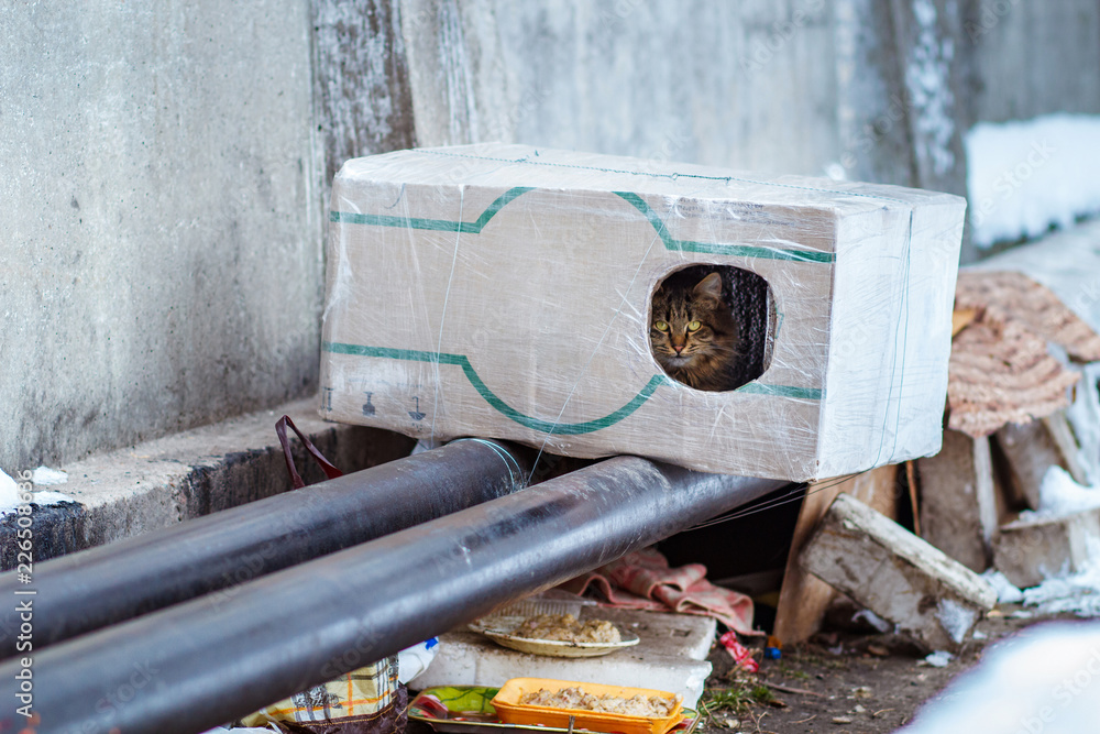 stray animals in winter, homeless cat sitting on a heating main ...