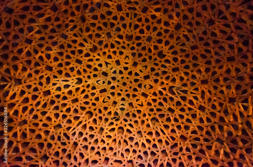 Honeycomb in the dome of Basilica and Convent of San Francisco de Lima ...