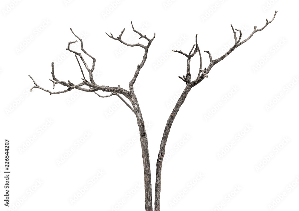 dead tree branch isolated on white background Stock Photo | Adobe Stock