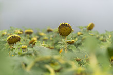 Scary Sunflower Free Stock Photo - Public Domain Pictures