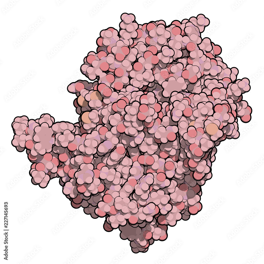 Ilustração Prostatic acid phosphatase (PAP) protein. Biomarker of ...