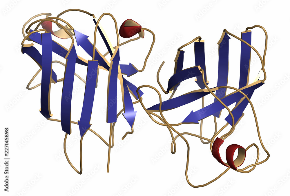 Superoxide dismutase 1 (SOD1) enzyme. Converts superoxide radical in ...