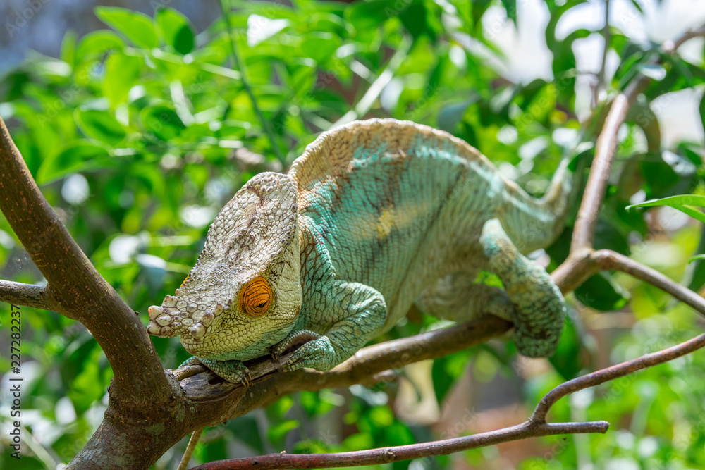 Chameleon in Madagascar, green chameleons animal wildlife, wild animals ...