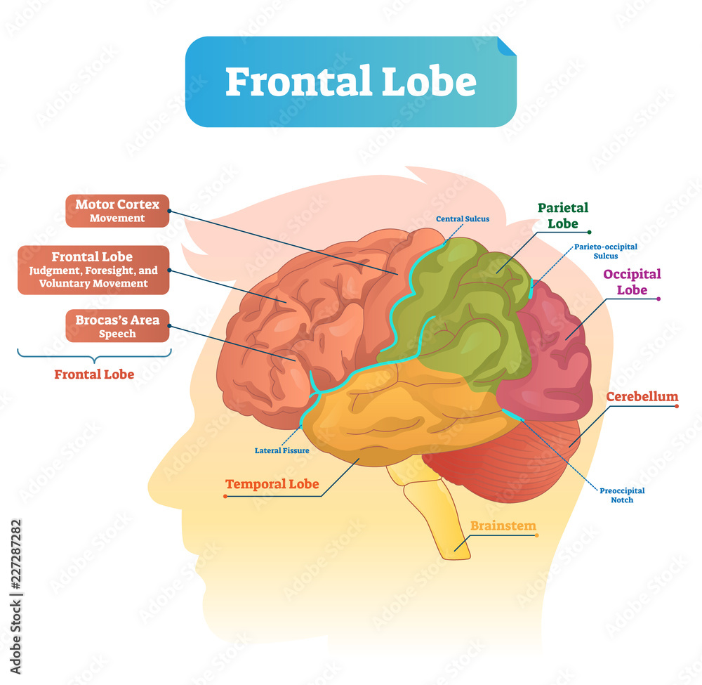 Frontal lobe vector illustration. Labeled diagram with brain part ...