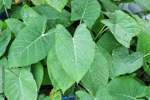 indian vegetable arvi patra or elephant leaves for indian gujarati food ...