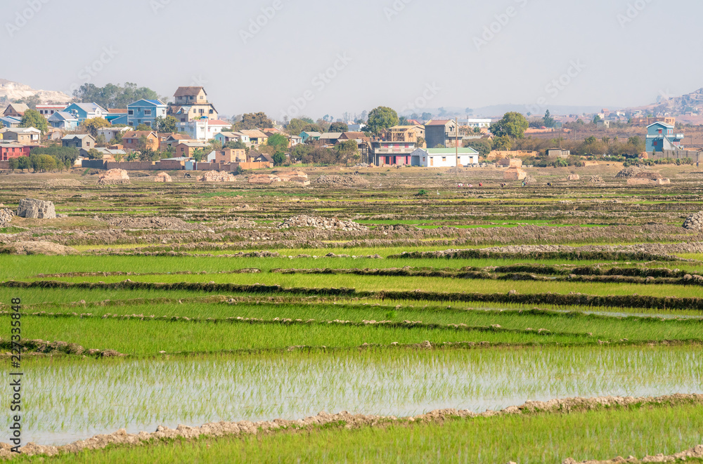 Farmers on rice paddy field farms in Antananarivo city view, capital of ...
