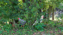 Loose Chickens Free Stock Photo - Public Domain Pictures