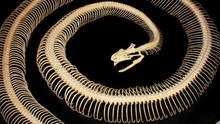 Snake Skeleton Free Stock Photo - Public Domain Pictures