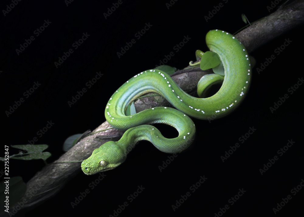 Green tree python (Morelia viridis) on branch at night. Australia Stock ...