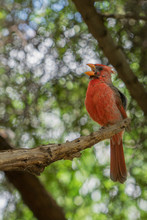 Male Cardinal Singing In Tree Free Stock Photo - Public Domain Pictures