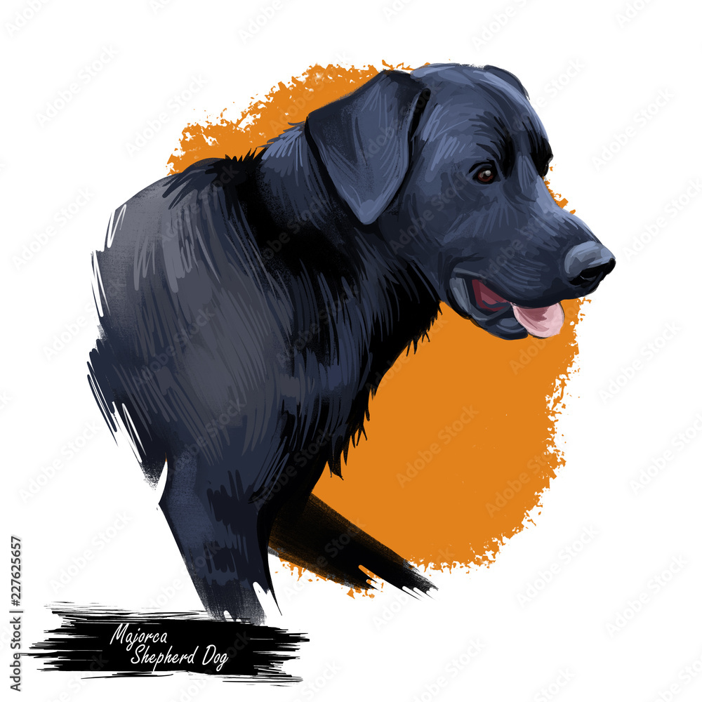 Majorca shepherd dog, perro de pastor digital art illustration. Pet ...