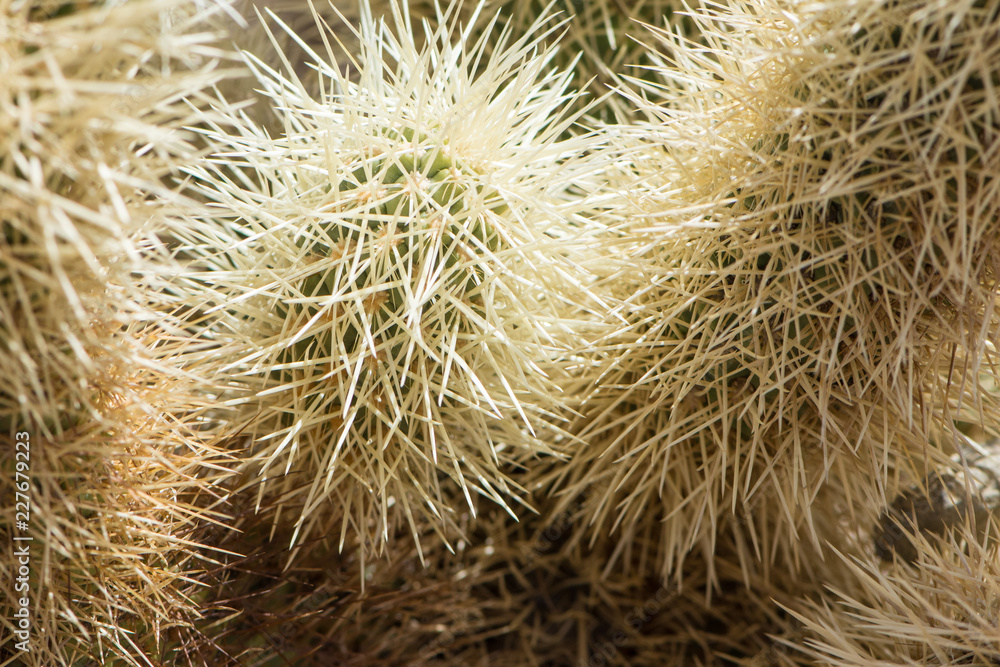Jumping Cholla cactus (also known as Cylindropuntia) garden in Joshua ...