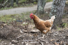Chicken Outside Free Stock Photo - Public Domain Pictures