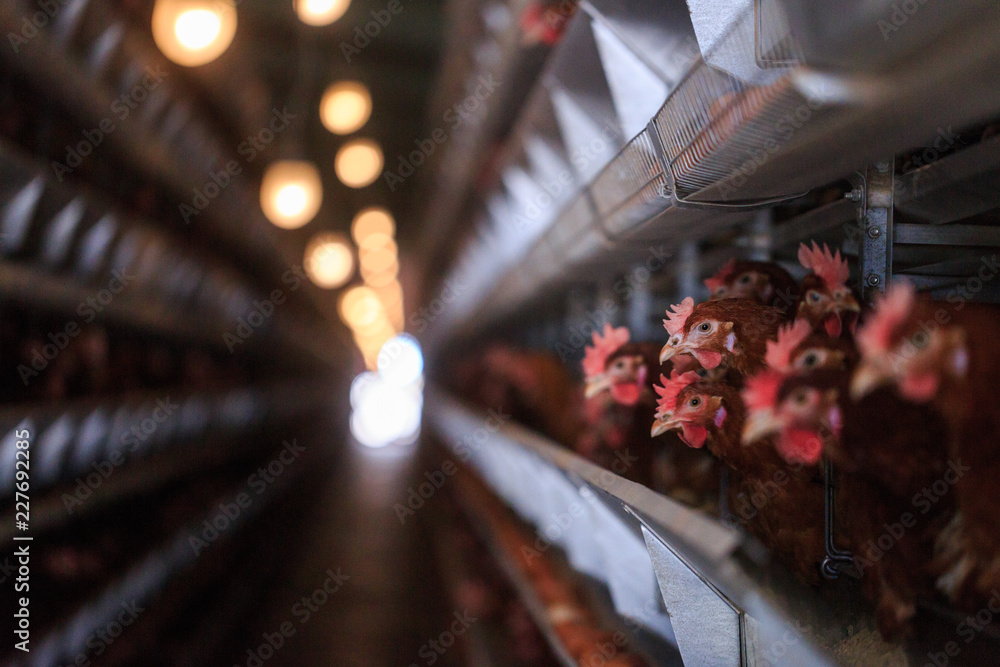 Factory Chicken egg production. Red chickens are seated in special ...