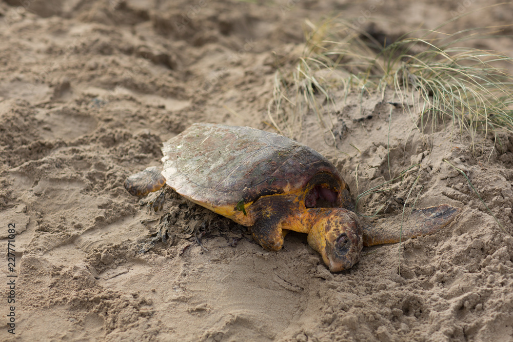 dead turtle Stock Photo | Adobe Stock