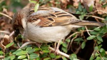 Sparrow Hopping On The Ground Free Stock Photo - Public Domain Pictures