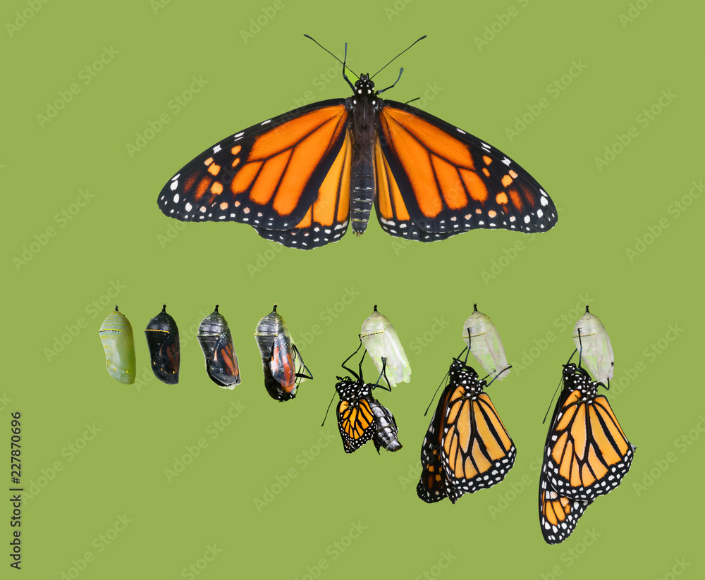 Exit from the cocoon. Monarch butterfly (Danaus plexippus) cycle ...