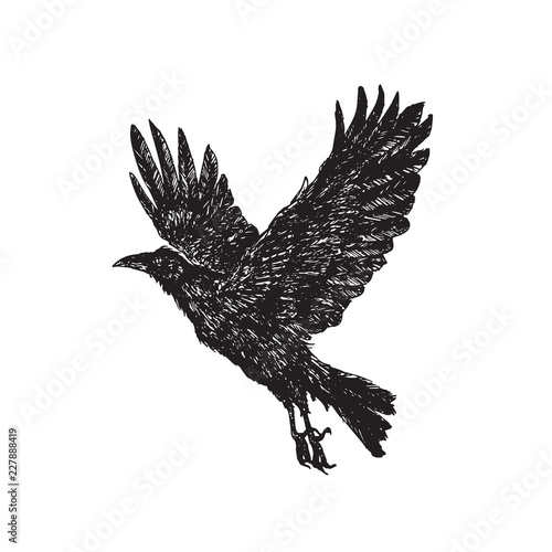 Crow flying, hand drawn doodle, sketch outline, vector illustration ...