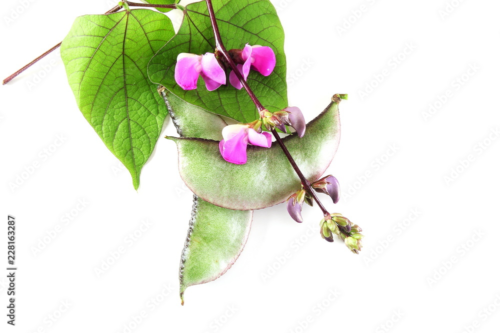 red purple indian surti,valor papdi beans,Hyacinth bean,Lablab ...