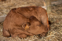 A Sleeping Cow Free Stock Photo - Public Domain Pictures