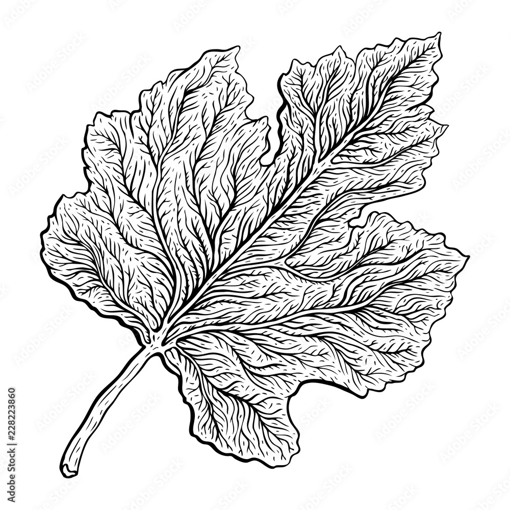 Beautiful detailed leaf. Botanical Hand drawn Vector Outline leaves ...