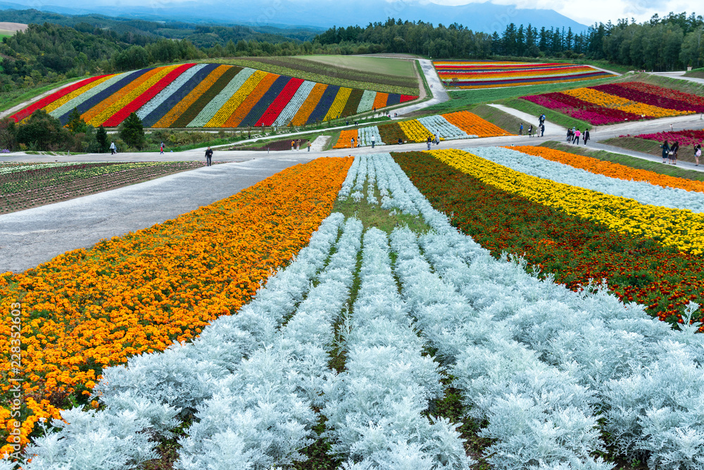 Shikisai-no-oka Farm beautiful flowers farm colorful hill at Biei ...