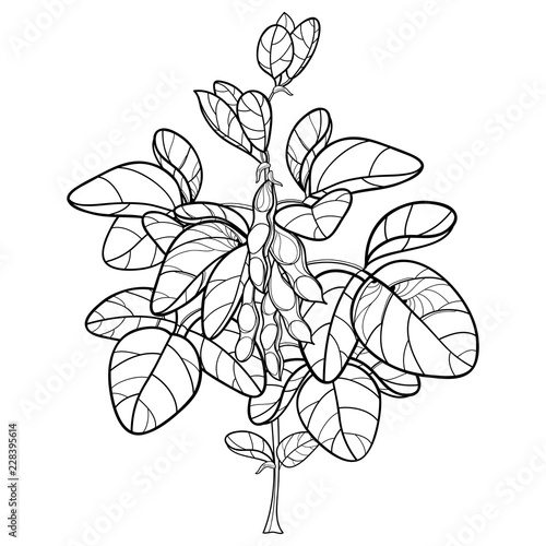 Soybean Coloring Coloring Pages