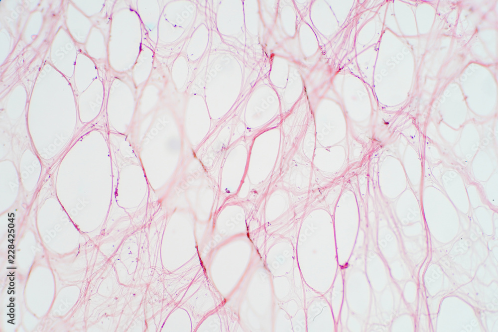 Areolar connective tissue under the microscope view. Stock Photo ...