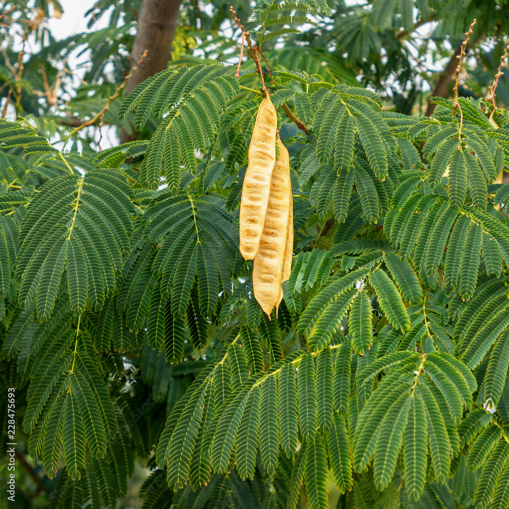 Acacia tree with hanging seed pods. Leucaena leucocephala. Stock Photo ...
