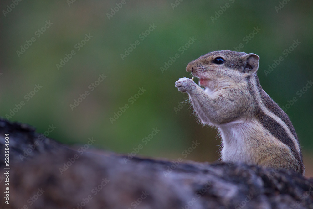 Squirrels are members of the family Sciuridae, a family that includes ...