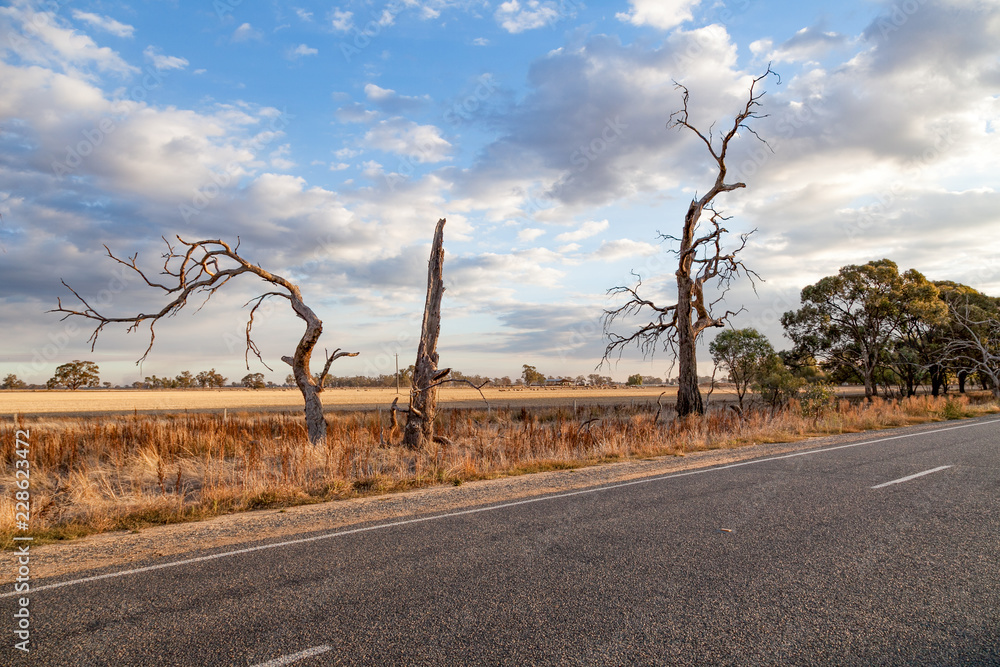 Outback Australia and its dry interia landscape full of relics bone ...