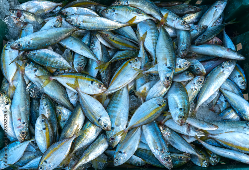 Foto Stok Yellow tail scad, Decapterus maruadsi fish caught fresh after ...