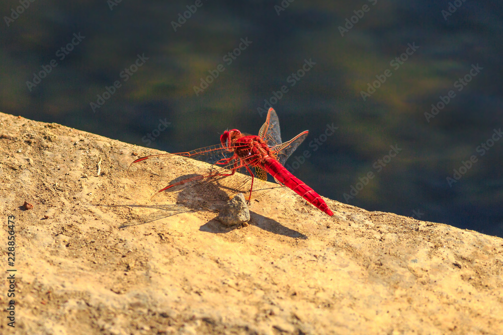Macro of Red-veined Dropwing Dragonfly, Trithemis arterial, on the ...