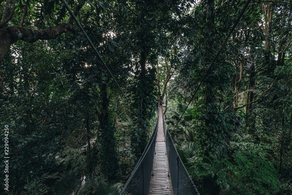 canopy walk (tree top walk), new activity for travel in the forest by ...