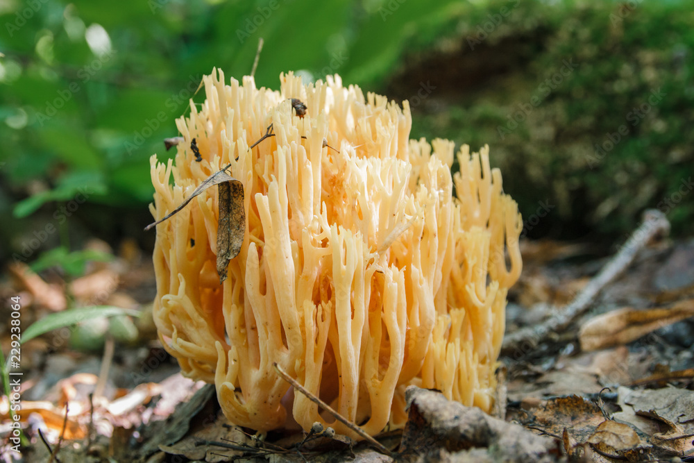 Ramaria flava, yellow coral mushroom edible growing in the forest Stock ...