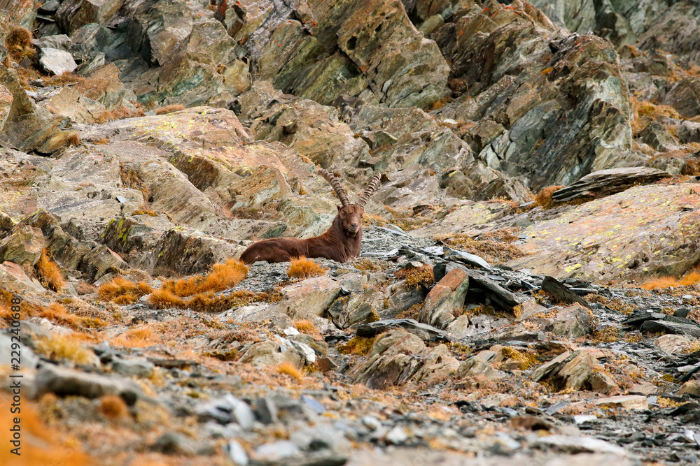 Alpine Ibex, Capra ibex, with autumn orange larch tree in hill ...