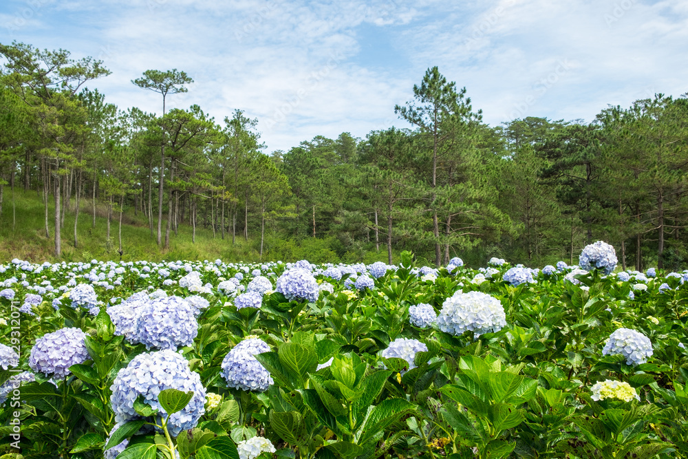 Panoramic view of Hydrangea flower field in Dalat, Vietnam. Da lat is ...