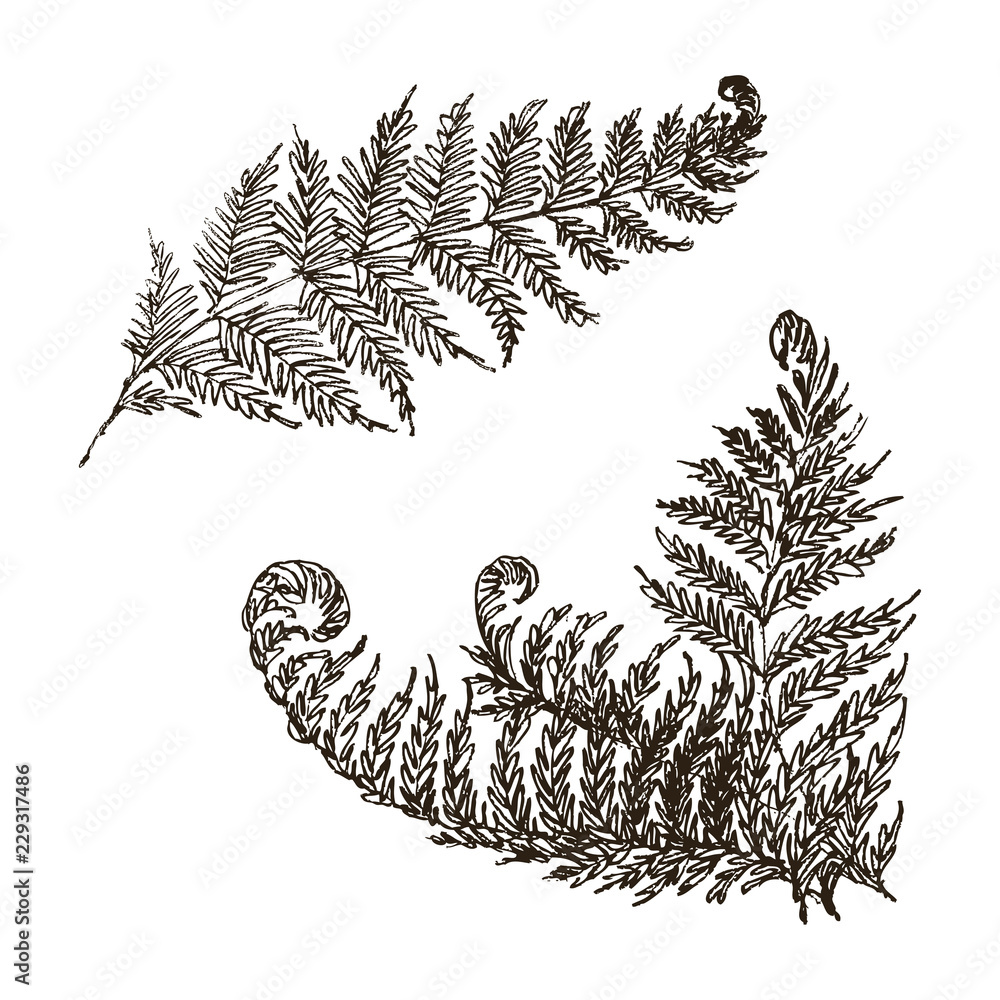 Vector Fern set hand drawn botanical illustration. Botanic art sketch ...