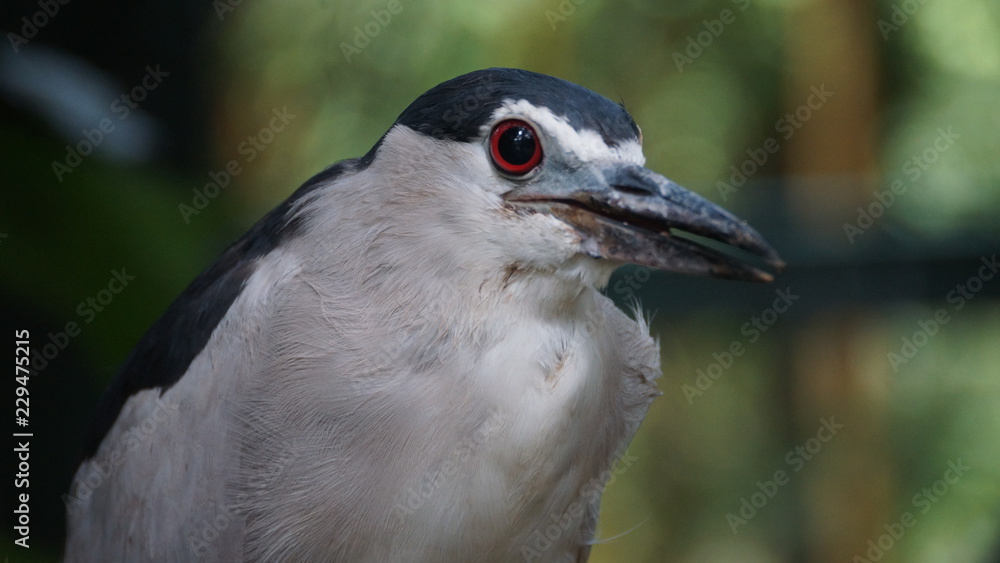 Black-crowned Night-Herons are small herons with rather squat, thick ...