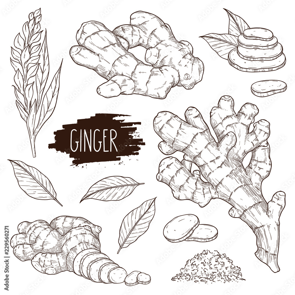 Ginger set. Hand drawn ginger root, slices pieces, powder, leaves and ...