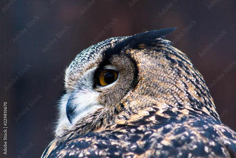 Owl Dark Color